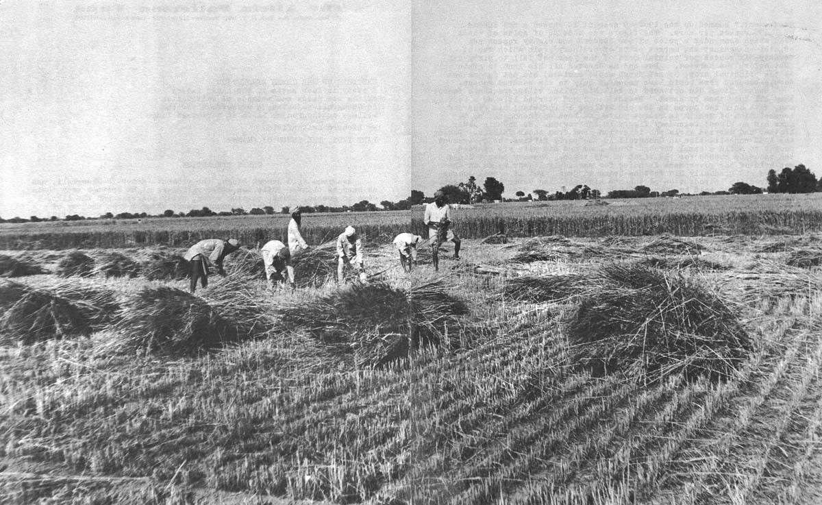 Sketches Of The Green Revolution - Part II - Alicia Patterson Foundation