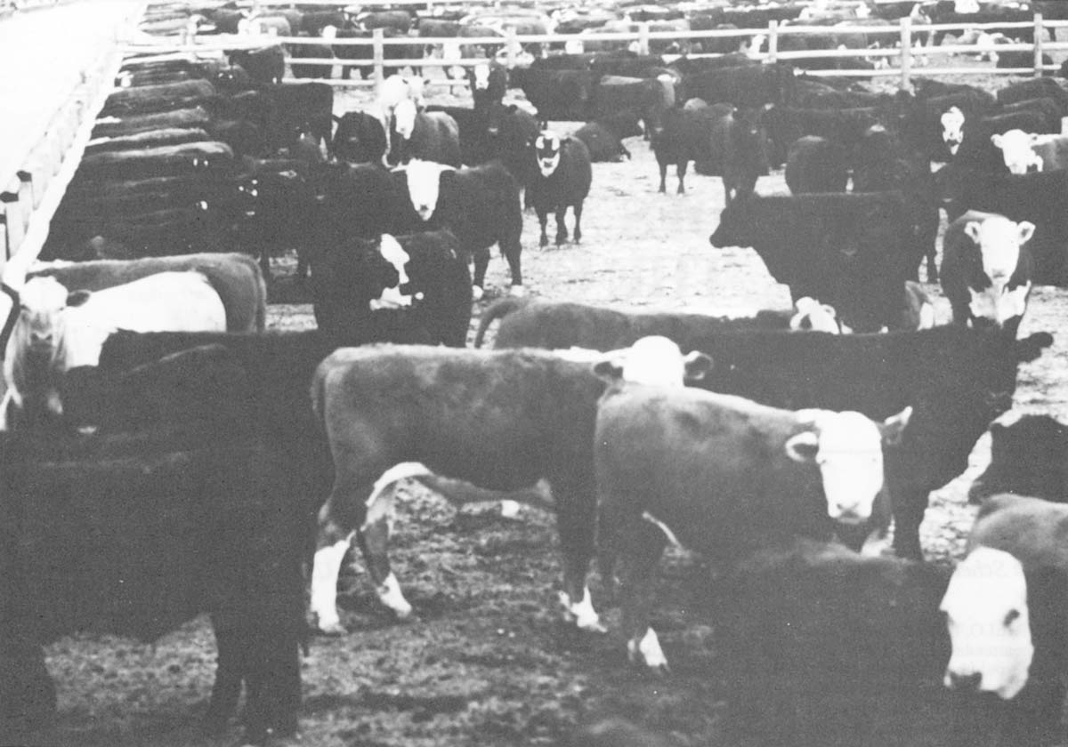 DES and the Cattlemen - Orville Schell