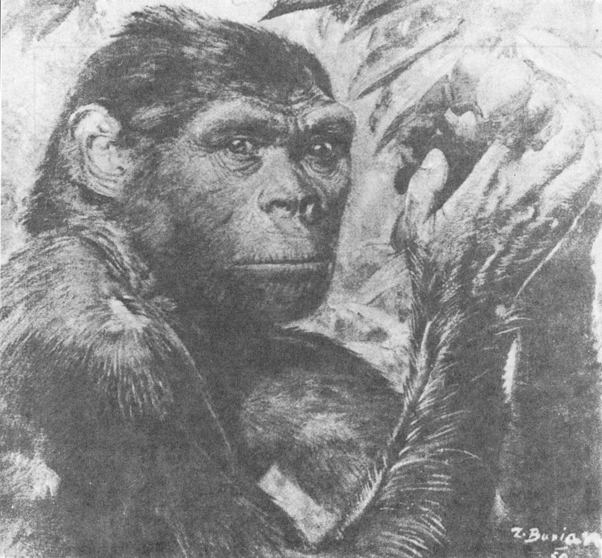 The Killer Ape is Dead - Boyce Rensberger